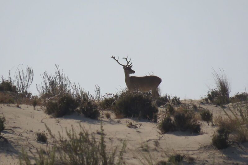 El Rocío: Doñana National Park 4x4 Guided Tour - Final Thoughts