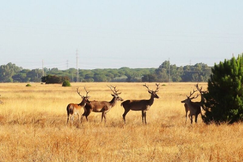 El Rocío: Doñana National Park 4x4 Guided Tour - FAQ