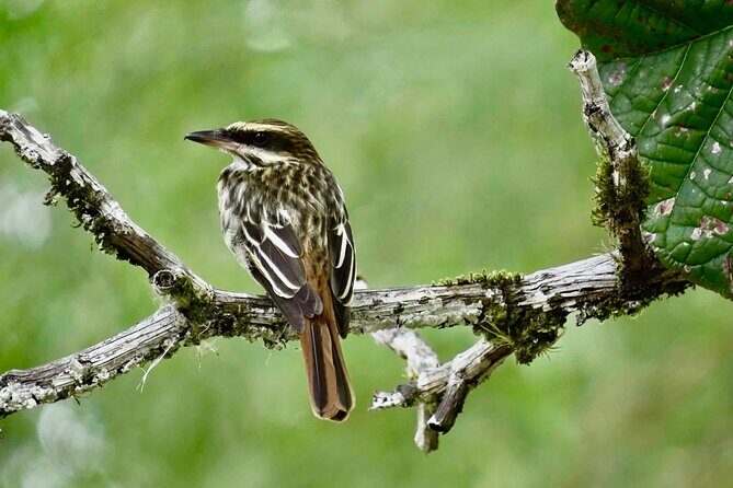El Suzanne Estate Birding & Nature Reserve Tour - A Thorough Look at the Tour Experience