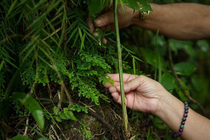 El Yunque Educational Rainforest Walk Easy and Family Friendly - Final Thoughts