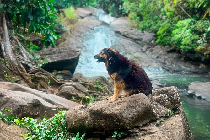 El Yunque Hike, Waterslide & Luquillo Kiosks Food with Transport - An In-Depth Look at the Tour Experience