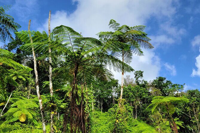 El Yunque Rainforest and Luquillo Kiosk Day Trip - Who Will Love This Tour?