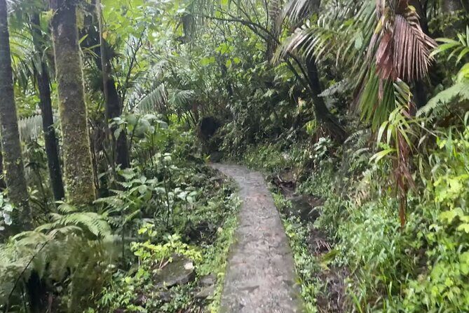 El Yunque Rainforest Hike with Transport from San Juan - Why You’ll Love This Tour