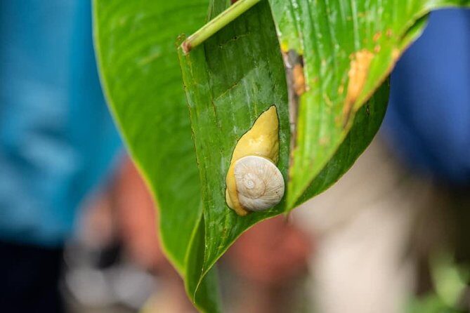 El Yunque Rainforest Tour from Fajardo - Final Thoughts