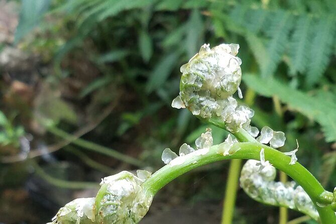 El Yunque Rainforest VIP Experience - Who Will Love This Tour?