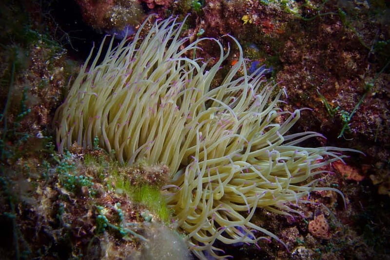 Elba Island: Double Dive with Instructor and Snacks - An Authentic Dive into Elba’s Underwater World