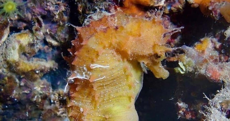 Elba Island: Double Dive with Instructor and Snacks - The Logistics and Inclusions