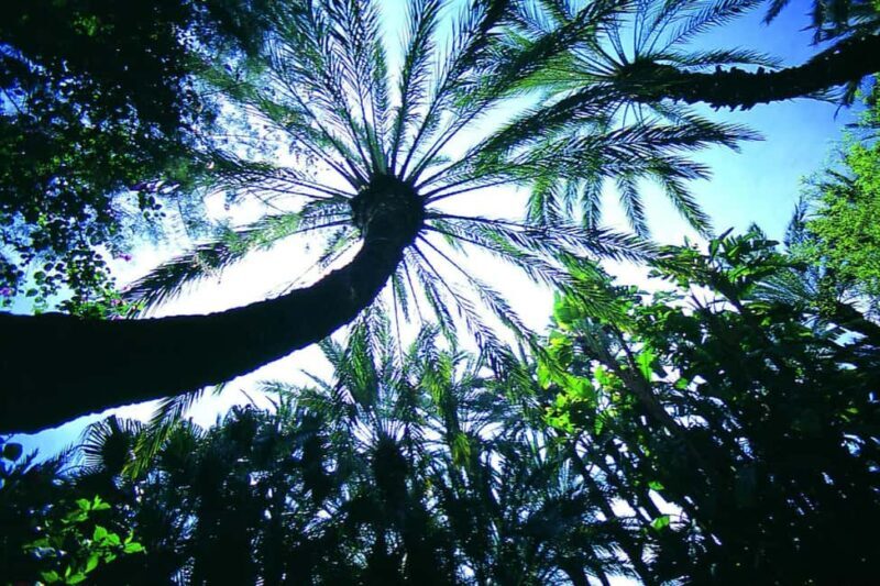 Elche: Entry Ticket Huerto del Cura National Artistic Garden - An In-Depth Look at the Huerto del Cura