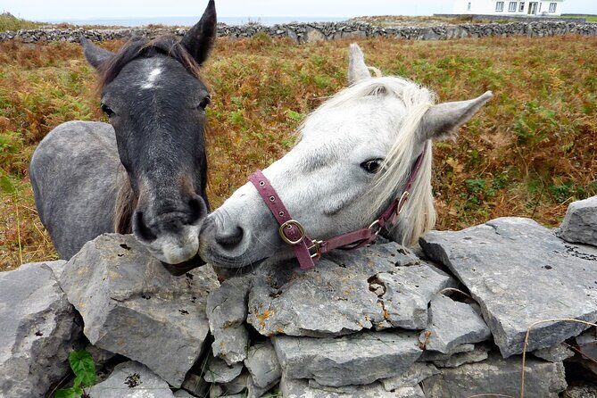 Electric biking on Inishmore island. Aran island. Self-guided. Full day. - Final Thoughts