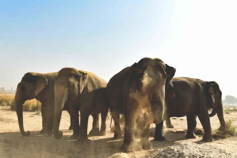 Elefantastic Elephant Sanctuary Tour - A Closer Look at the Itinerary