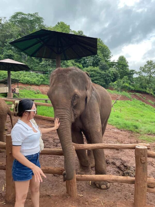 Elefin Farm & Cafe Half-day tour with Private Car - Key Points