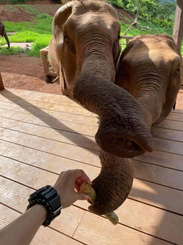 Elefin Farm & Cafe Half-day tour with Private Car - Who Should Consider This Tour?