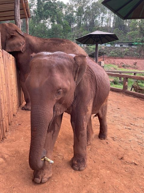 Elefin Farm & Cafe Half-day tour with Private Car - FAQs