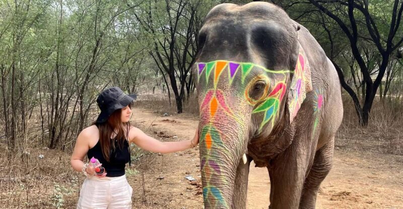 Elefun Best Elephant Sanctuary in Jaipur - Key Points
