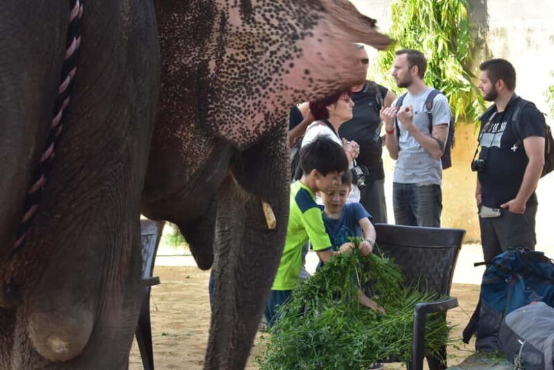 Elefun Best Elephant Sanctuary in Jaipur - The Overall Experience: A Deeply Respectful Encounter