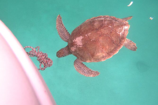 Elegance Catamaran turtles swim and lunch cruise - Final Thoughts