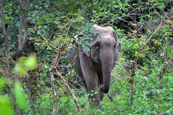 Elephant and Animal Watching in Kuiburi National Park - Join Afternoon Tour - The Tour Experience: What to Expect