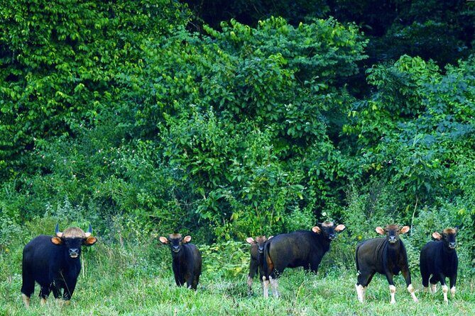 Elephant and Animal Watching in Kuiburi National Park - Join Afternoon Tour - The Sum Up