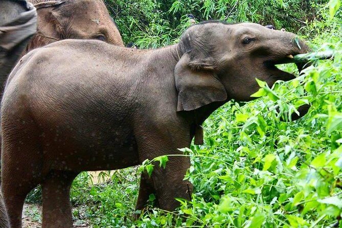 Elephant and Gibbon Encounters - 5days/4nights - In-Depth Review