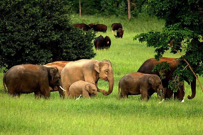 Elephant and Wildlife Watching in Kuiburi National Park - Private Afternoon Tour - Key Points