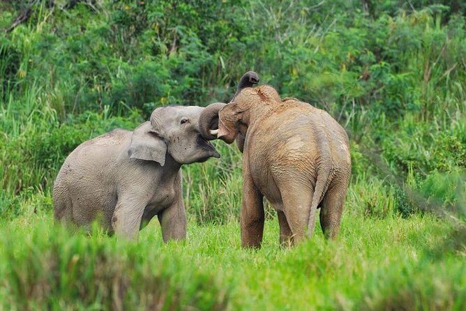 Elephant and Wildlife Watching in Kuiburi National Park - Private Afternoon Tour - Why Travelers Rate this Tour Highly