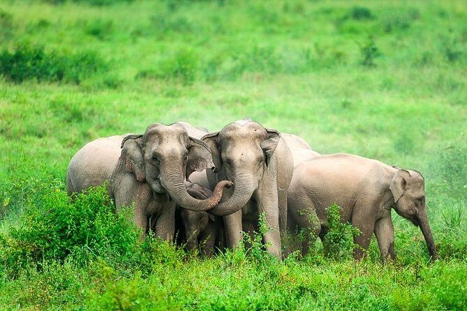 Elephant and Wildlife Watching in Kuiburi National Park - Private Afternoon Tour - FAQ