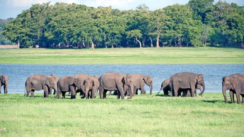 Elephant & Birdwatching Safari in Minneriya with Binoculars - Key Points