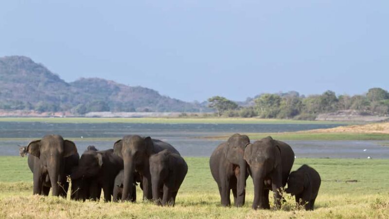 Elephant & Birdwatching Safari in Minneriya with Binoculars - What to Expect During the Safari