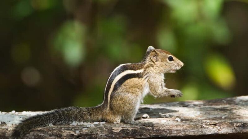 Elephant & Birdwatching Safari in Minneriya with Binoculars - Final Thoughts