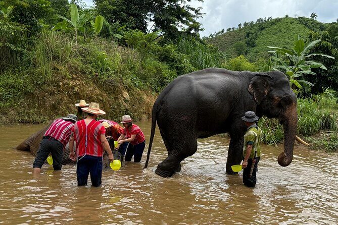 Elephant Care & Bathing Chiang Rai - A Closer Look at the Itinerary