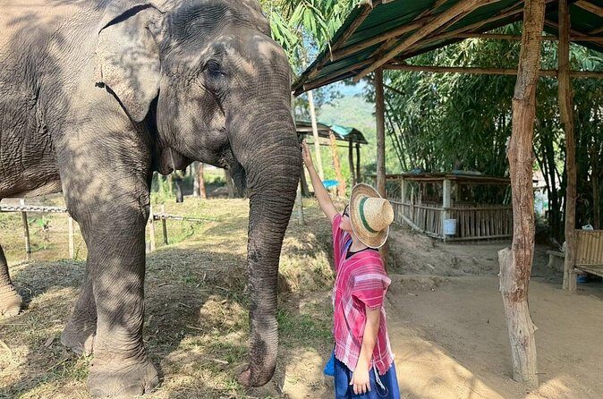 Elephant Care & Bathing Chiang Rai - Final Thoughts