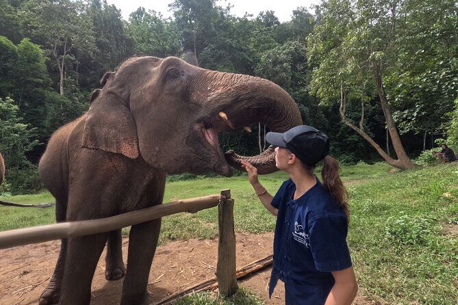 Elephant care program at Chiangmai Elephant Care - Authentic Elephant Encounters at Chiangmai Elephant Care