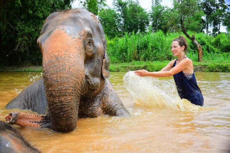 Elephant care with Wat Umong, Doi Suthep and Night City view - Analyzing the Value