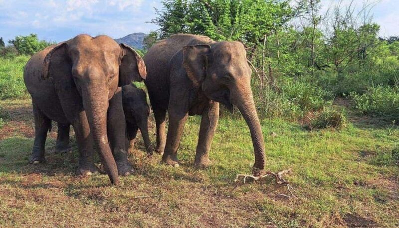 Elephant Corridor: Hurulu Eco Park Safari from Sigiriya - Key Points