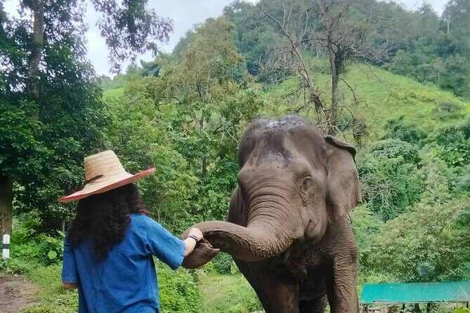 Elephant Experience and Hidden Jungle Waterfall Chiang Mai - Key Points