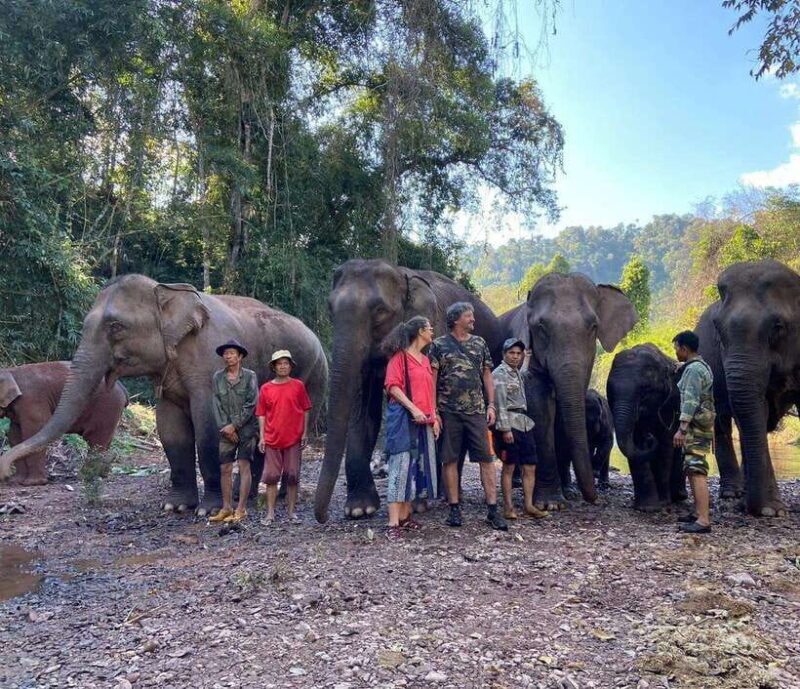 Elephant Home Sanctuary in Muang Thong Sayaboury Laos - Is It Worth the Price?