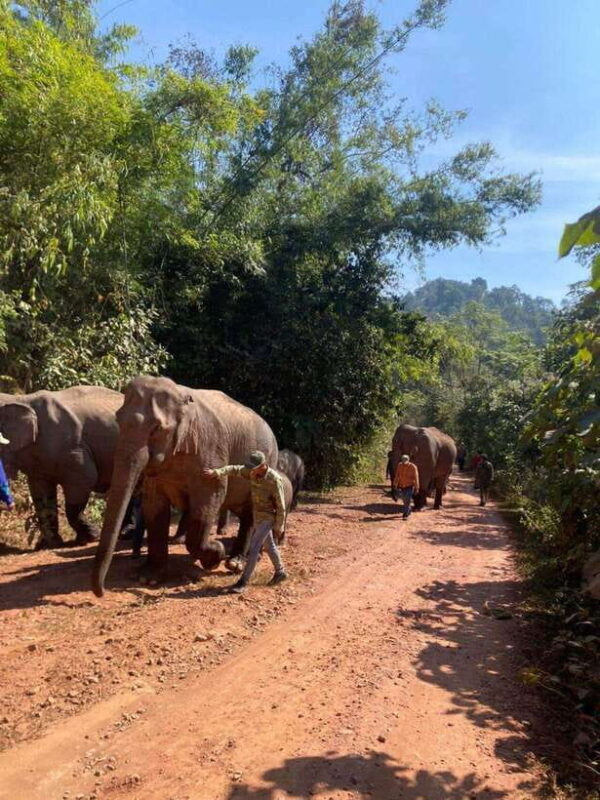 Elephant Home Sanctuary in Muang Thong Sayaboury Laos - Practical Tips for Travelers