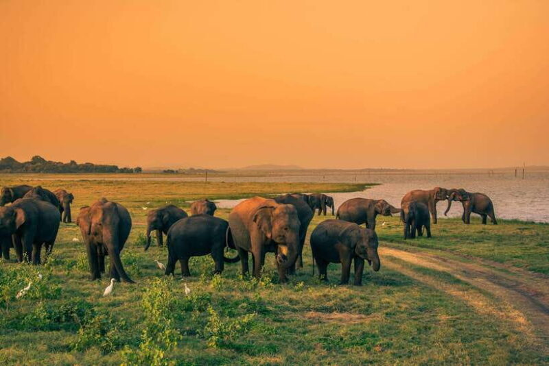 Elephant Jeep Safari at Minneriya National Park - Key Points
