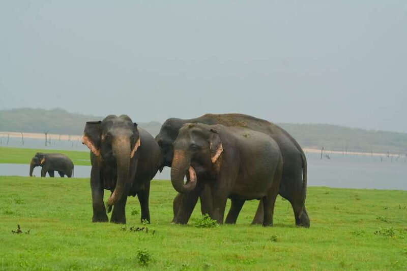 Elephant Jeep Safari at Minneriya National Park - An In-Depth Look at the Minneriya Safari Experience