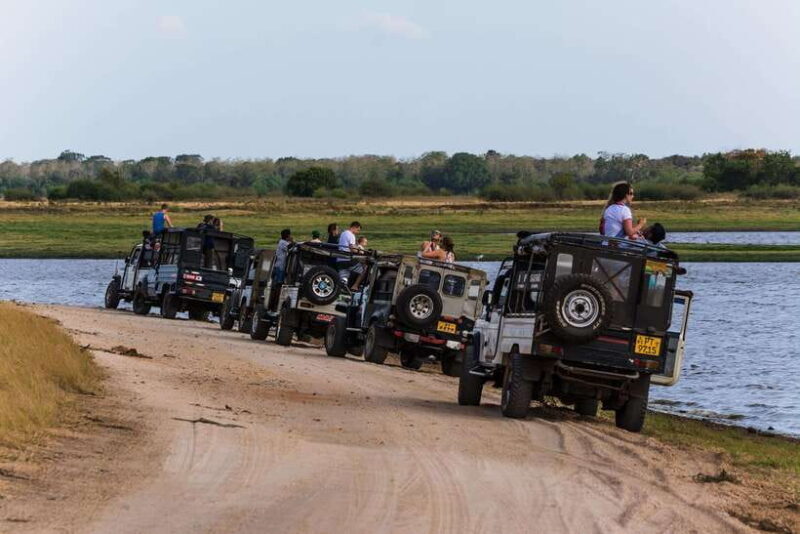 Elephant Jeep Safari at Minneriya National Park - The Sum Up