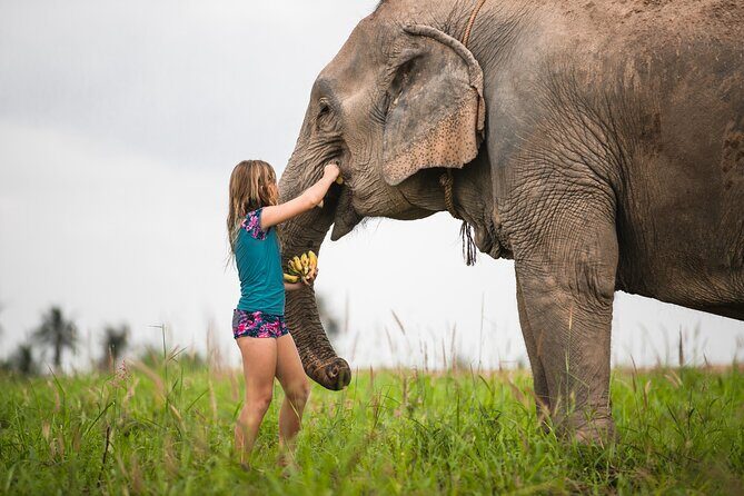 Elephant Jungle Sanctuary: Half Day Afternoon Program - The Group Size and Transportation