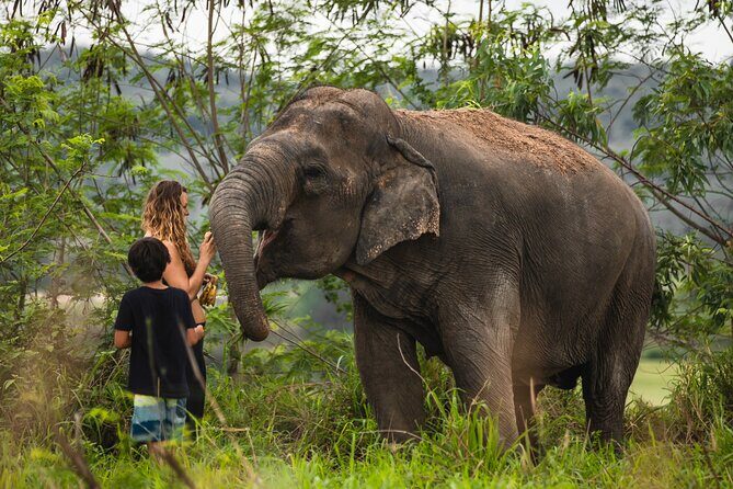 Elephant Jungle Sanctuary: Half Day Afternoon Program - The Cost vs. Value