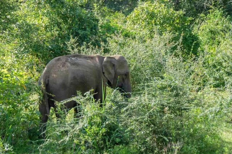 Elephant Migration Safari at Hurulu Eco Park - Elephant Migration Safari at Hurulu Eco Park: A Genuine Look