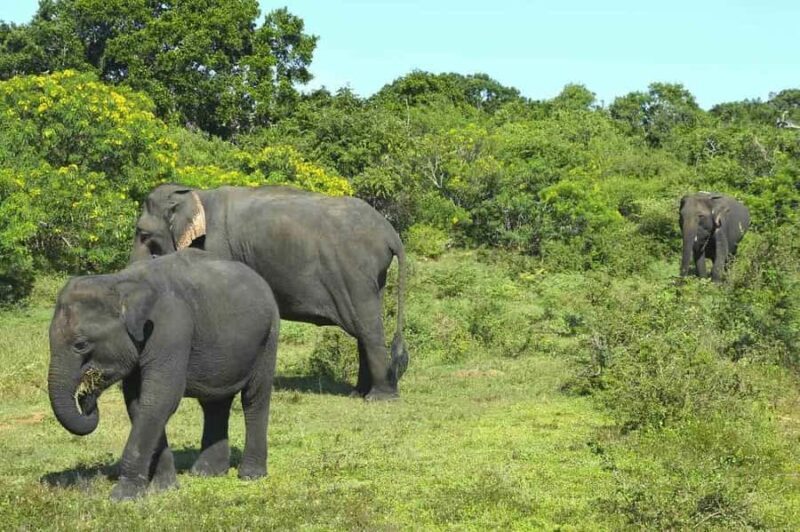 Elephant Migration Safari at Hurulu Eco Park - A Walkthrough of the Itinerary