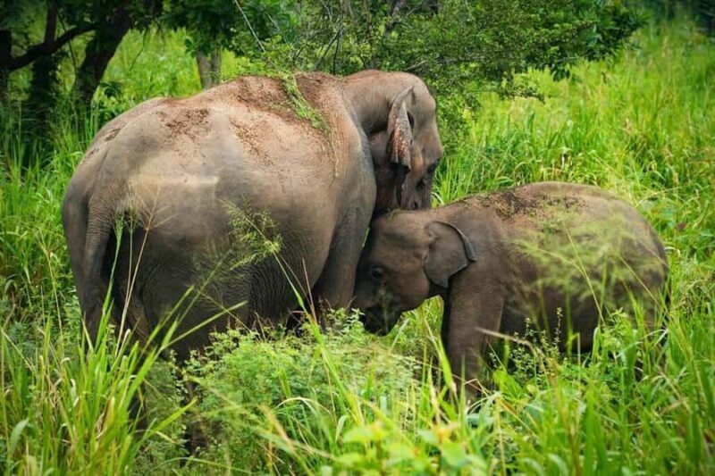 Elephant Migration Safari at Hurulu Eco Park - What to Expect From the Experience