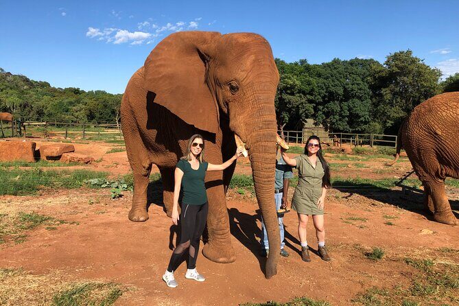 Elephant & Monkey Sanctuary Tour from Johannesburg - An Introduction to the Johannesburg Elephant & Monkey Sanctuary Tour