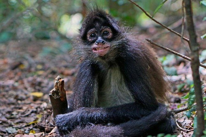 Elephant & Monkey Sanctuary Tour from Johannesburg - What the Tour Feels Like for Travelers