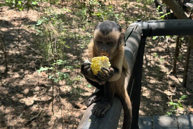 Elephant & Monkey Sanctuary Tour from Johannesburg - Who Will Love This Tour?