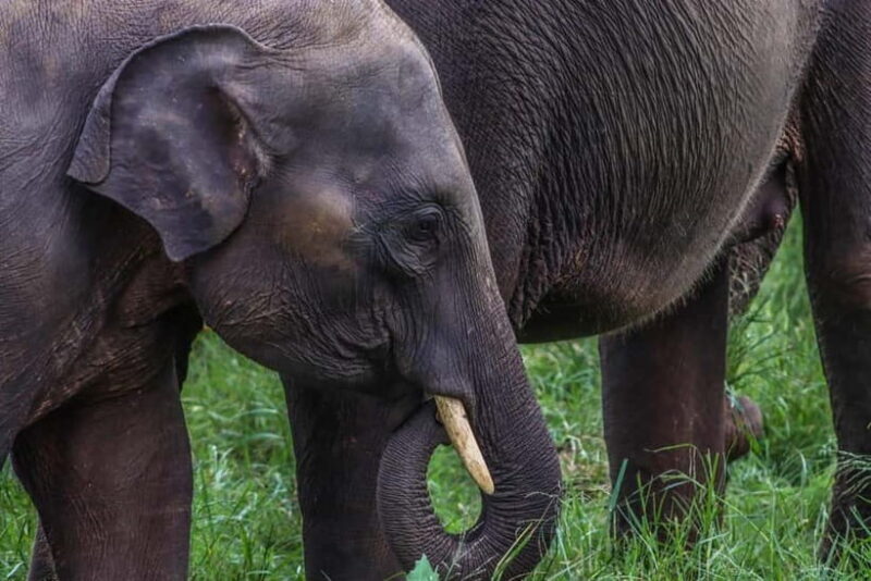 Elephant safari: Minneriya national park elephant safari - Exploring the Minneriya Elephant Safari: An Authentic Wildlife Encounter