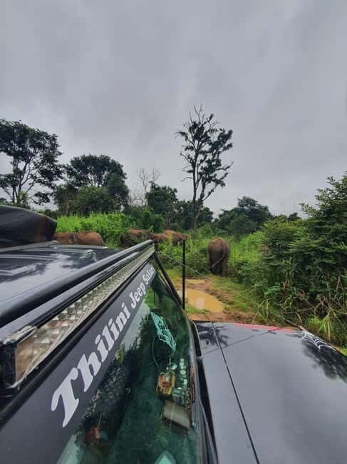 Elephant safari: Minneriya national park elephant safari - Who Will Enjoy This Safari?